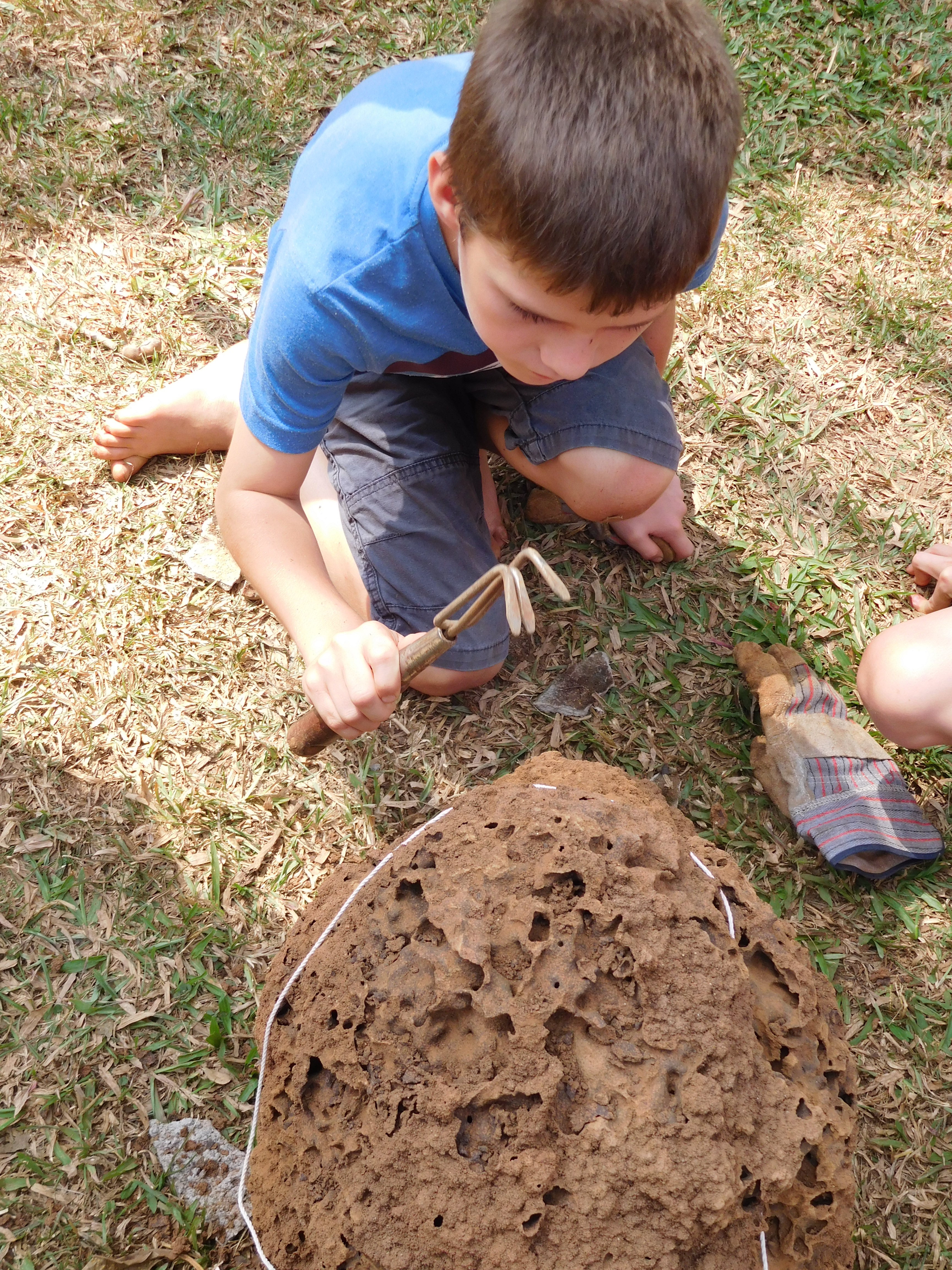 Termites! – The Greenhouse