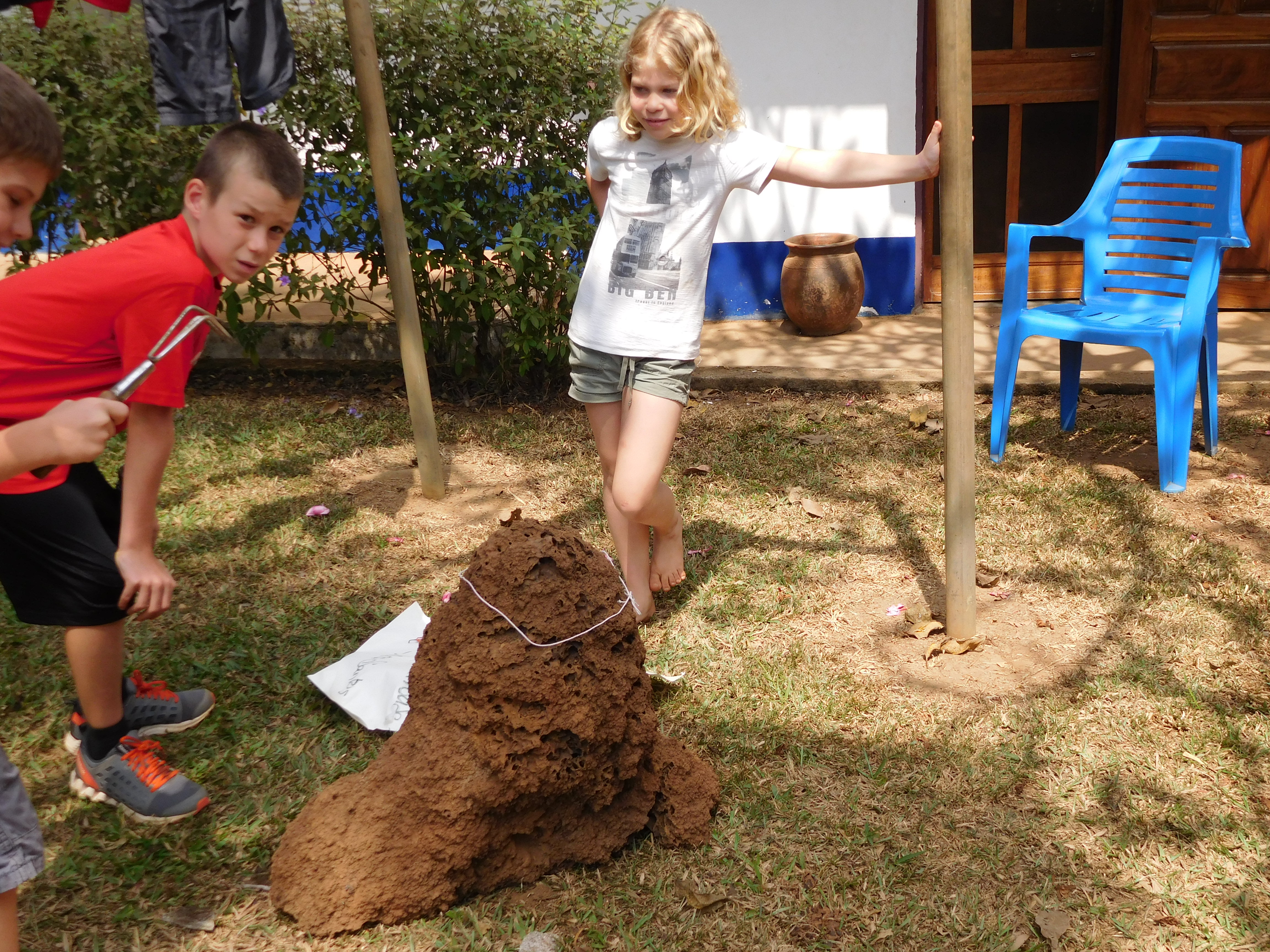 Termites! – The Greenhouse